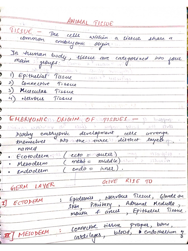 Animal Tissue (FIITJEE Notes) | PDF