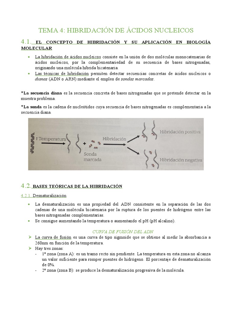 Esquema Bio t4 | PDF | Hibridación de ácido nucleico | Adn