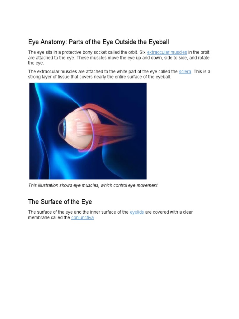 Anatomy of Eye | PDF | Retina | Human Eye