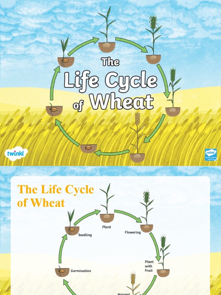 t2 T 1602 The Life Cycle of Wheat Powerpoint - Ver - 1 | PDF | Home ...