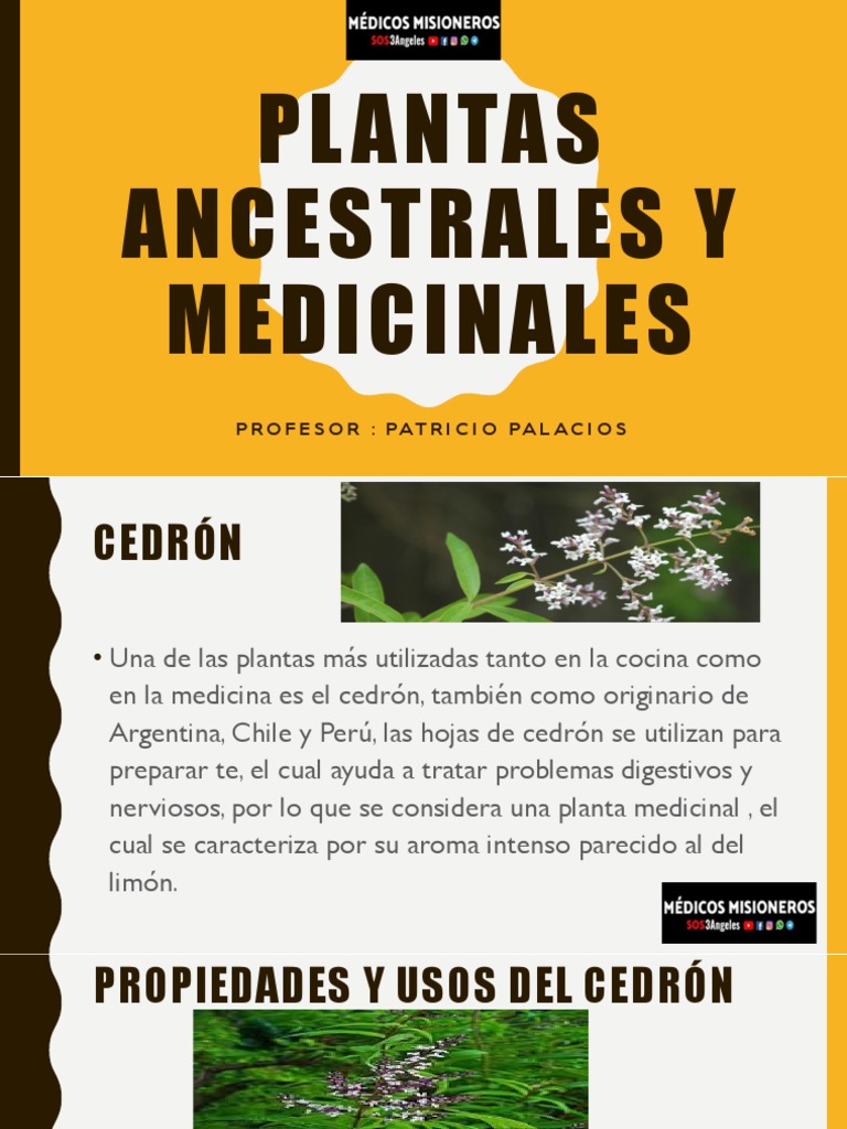 PLANTAS ANCESTRALES Y MEDICINALES Clase 24 | PDF
