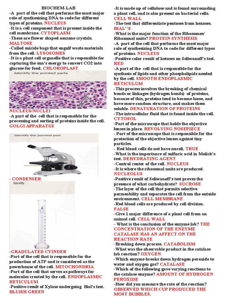 Biochem-Lab Reviewer | Download Free PDF | Cell (Biology) | Enzyme
