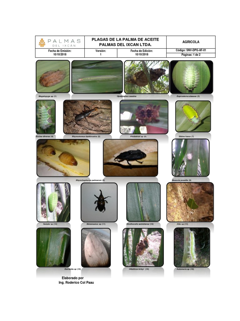 Plagas de la Palma de Aceite en Colombia | PDF
