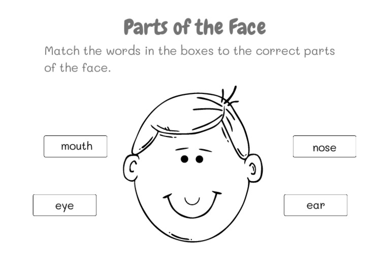 Parts of The Face Worksheet | PDF