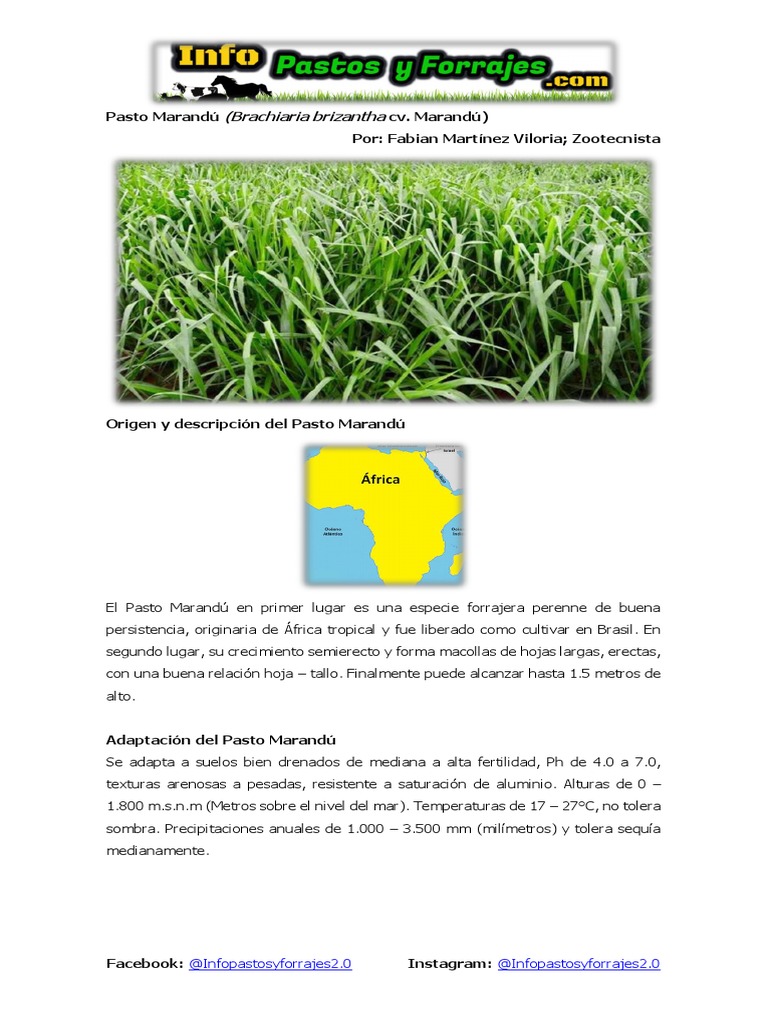 Ficha Técnica Del Pasto Marandú (Brachiaria Brizantha Cv. Marandú ...