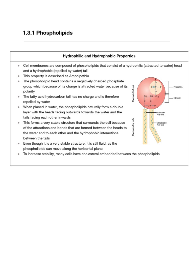 The Structure and Functions of Cell Membranes: An Overview of Phospholipids, Membrane Proteins ...