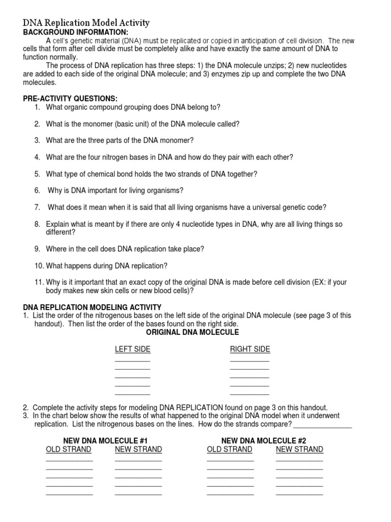 DNA Handout Replication Model Folding Activity | PDF