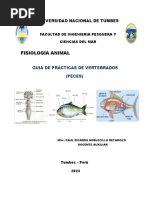 Anatomía del Calamar: Interna y Externa | PDF | Corazón | Sistema ...