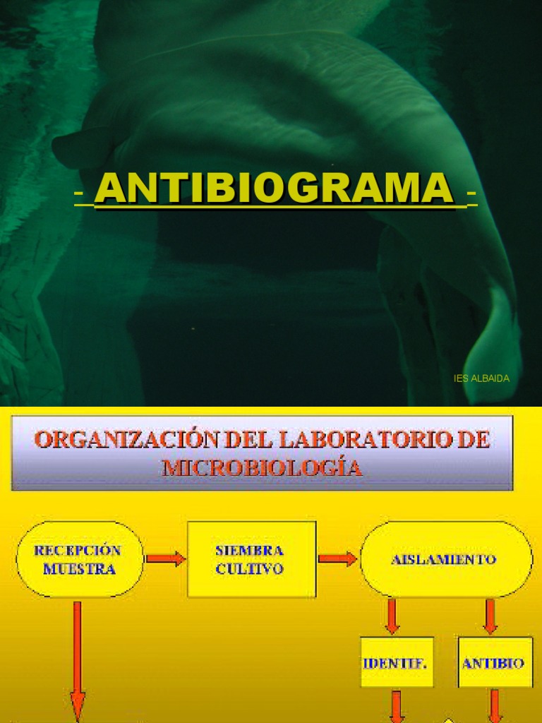 Antibiograma | PDF | Las bacterias | Resistencia antimicrobiana
