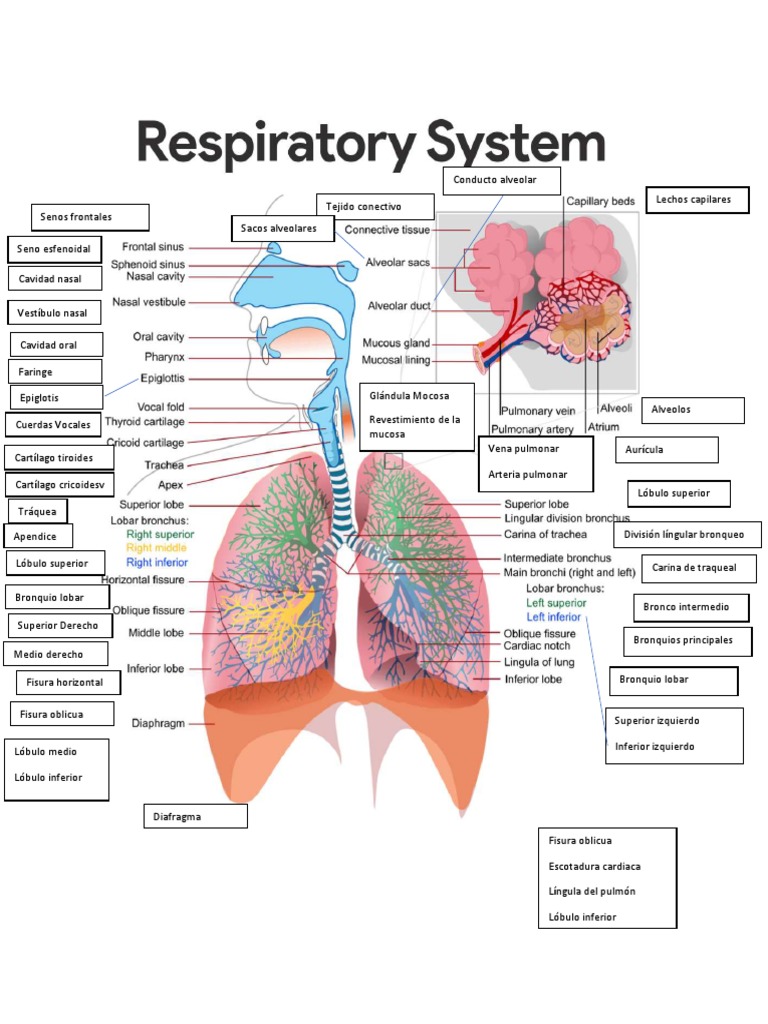 Respiratory Sistem | PDF | Pulmón | Sistema respiratorio
