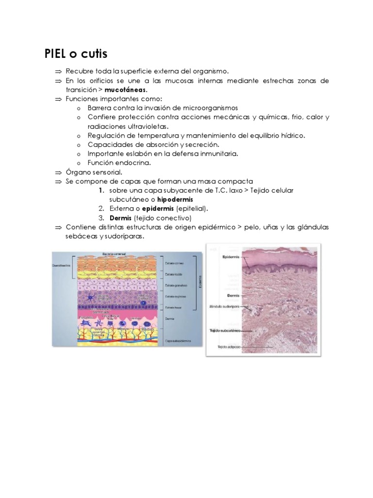 PIEL Histología | PDF | Epidermis | Piel