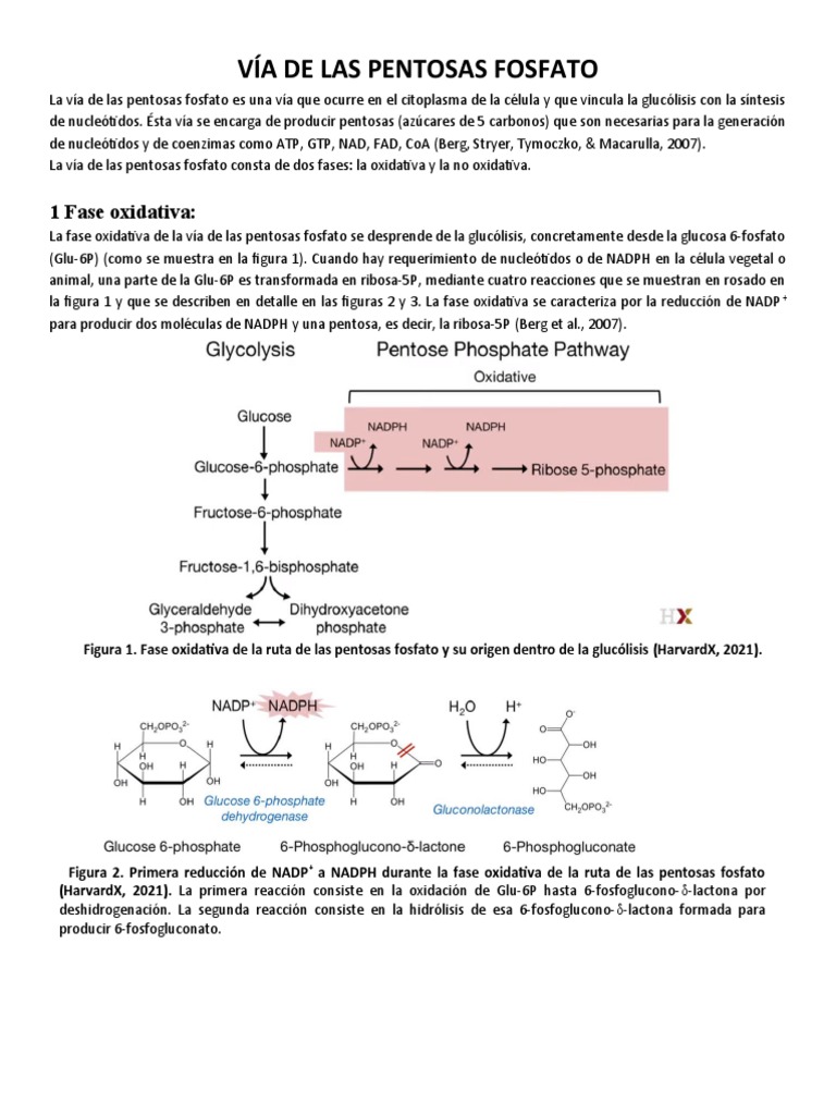 Vía Pentosas Fosfato Fases Y Regulación Pdf Nicotinamida Adenina