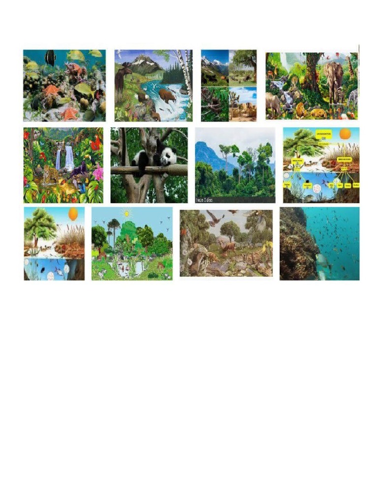Collage de Ecosistema | PDF