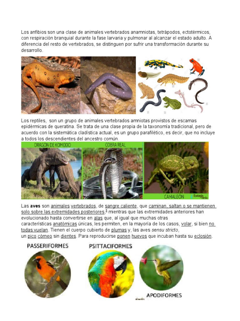 Animales Anfibios Reptiles Aves Mamiferos | PDF