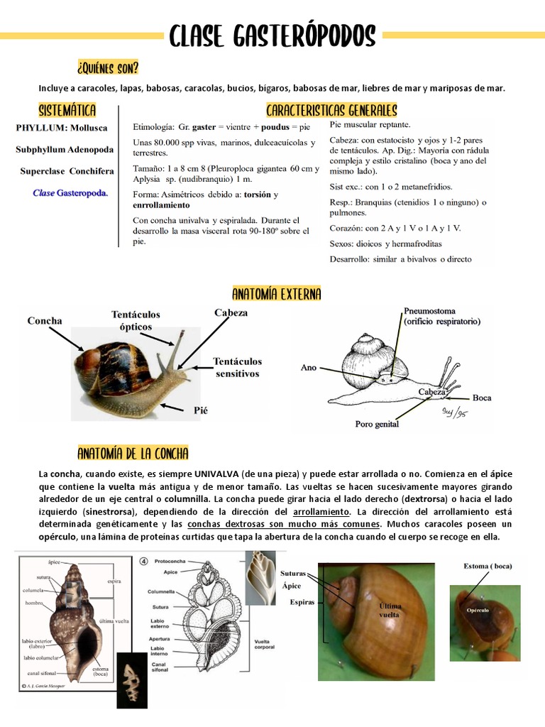 Características y clasificación de gasterópodos | PDF