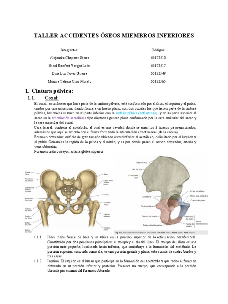 Taller Accidentes Óseos Miembros Inferiores | PDF | Pelvis | Anatomía ...