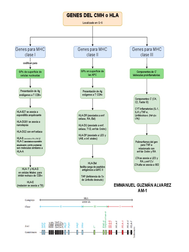 Genes de HLA o MHC | PDF | Complejo mayor de histocompatibilidad ...