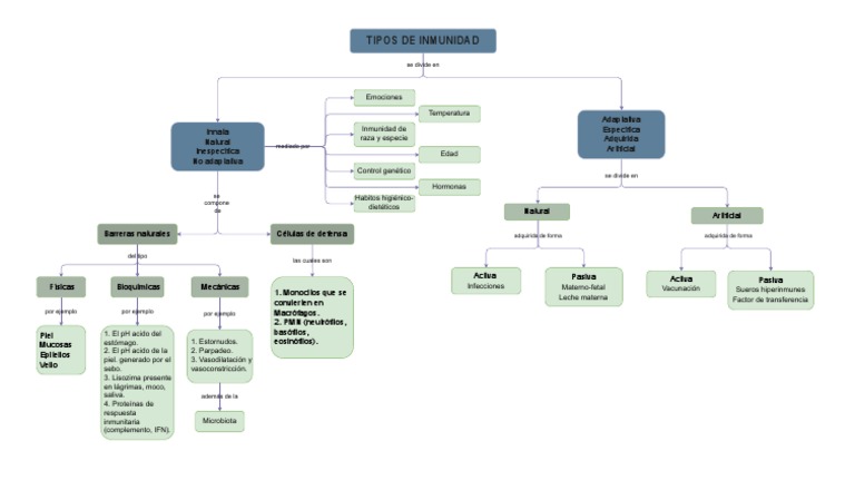 Mapa Conceptual de Tipos de Inmunidad | PDF | Sistema inmune ...
