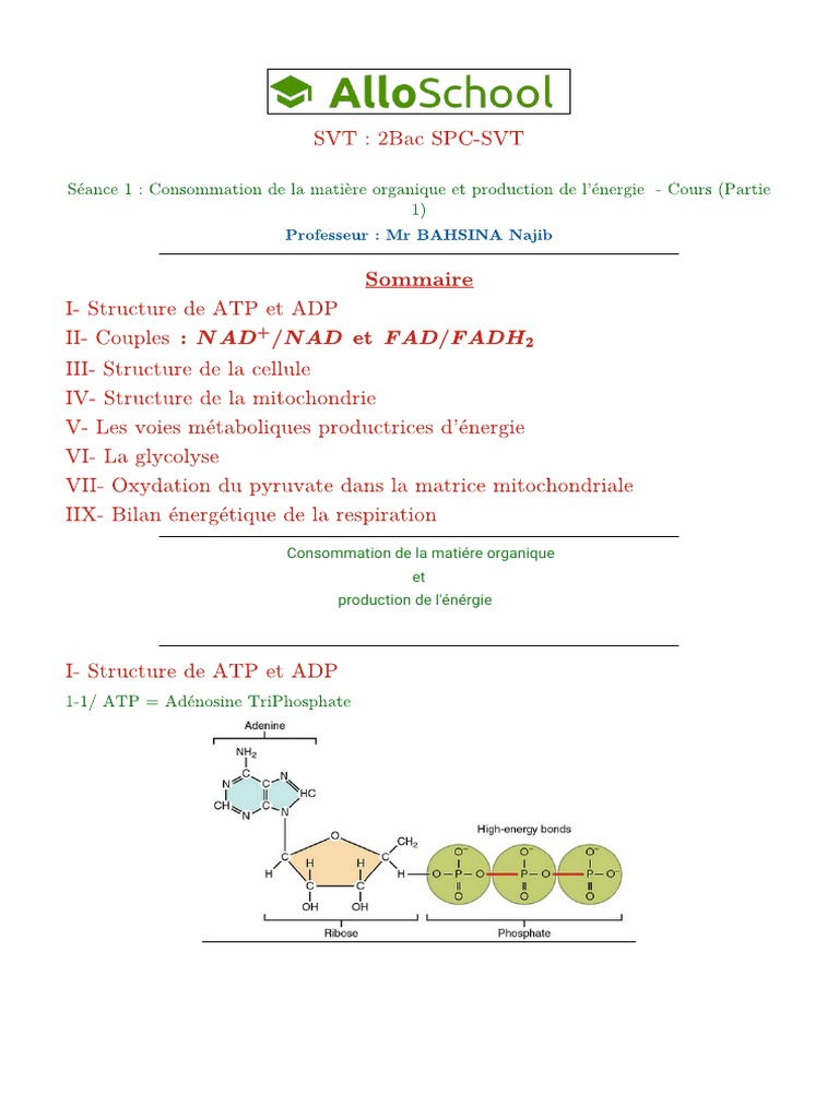 Seance 1 Consommation de La Matiere Organique Et Production de L ... Seance 1 Consommation de La Matiere Organique Et Production de L ...