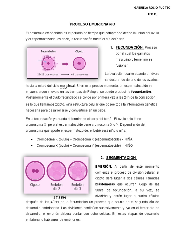Proceso Embrionario | PDF | Placenta | Embrión