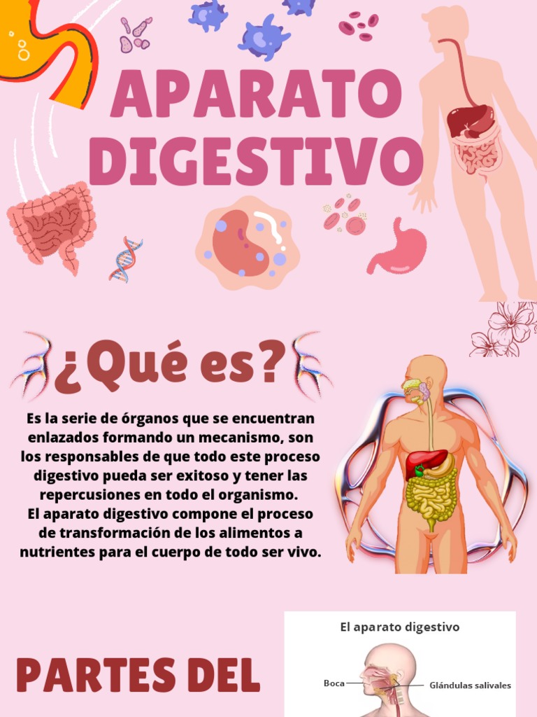 El Aparato Digestivo | PDF