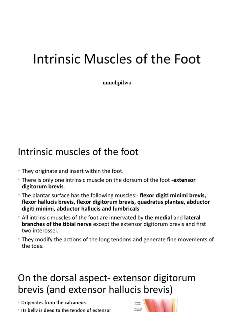 Intrinsic Muscles of The Foot | PDF | Foot | Musculoskeletal System