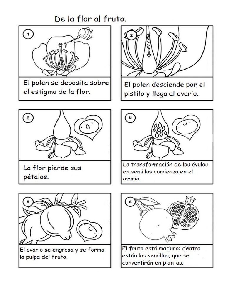 De La Flor Al Fruto | PDF