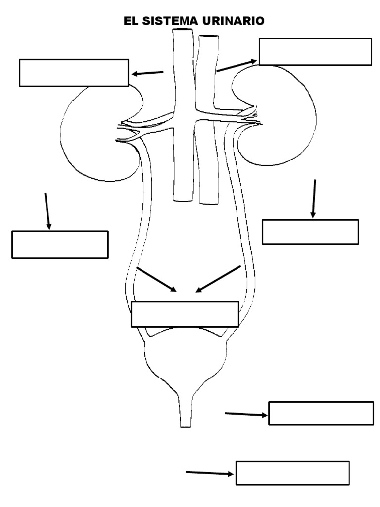 Sistema Urinario para Pintar Con Témpera | PDF