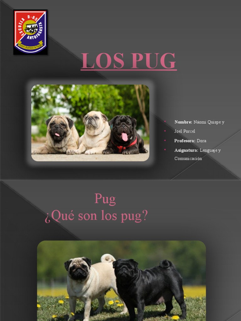 Características, cuidados y datos curiosos sobre los pug | PDF