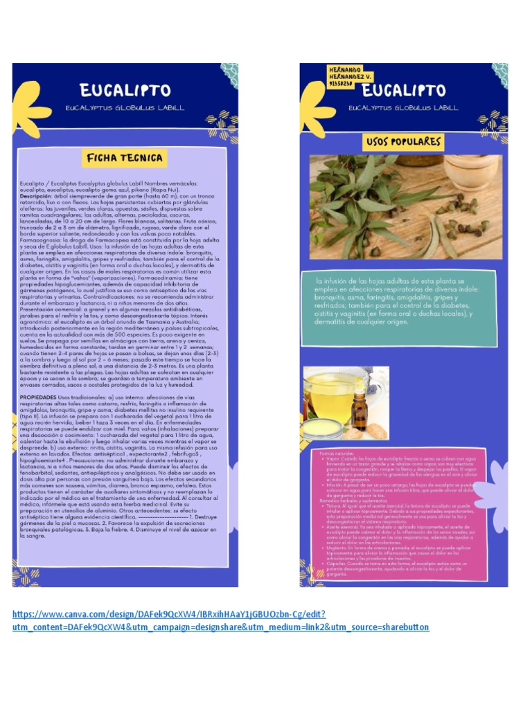 Infografia Eucalipto.. | PDF