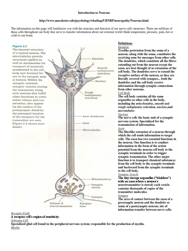 Introduction To Neurons | PDF | Chemical Synapse | Peripheral Neuropathy