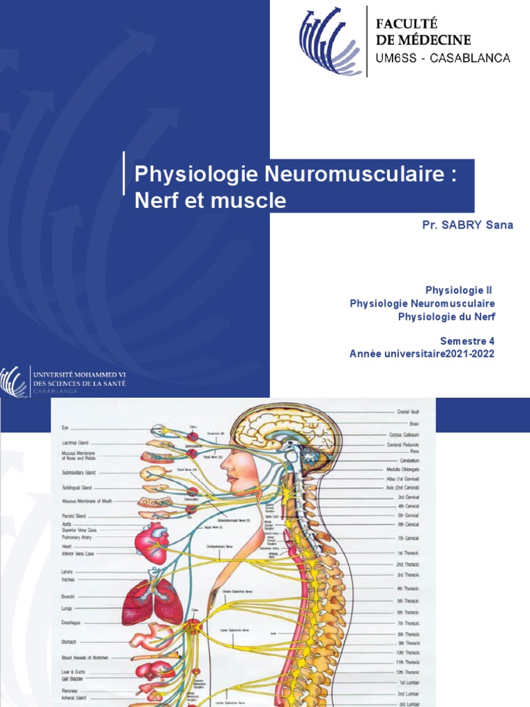 Physiologie Du Nerf 2022 Mede UM6 | PDF | Potentiel d'action | Synapse