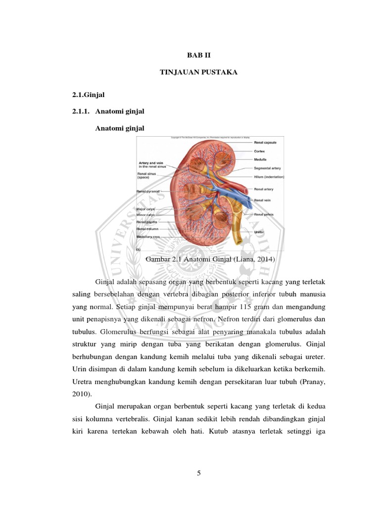 Anatomi Ginjal | PDF