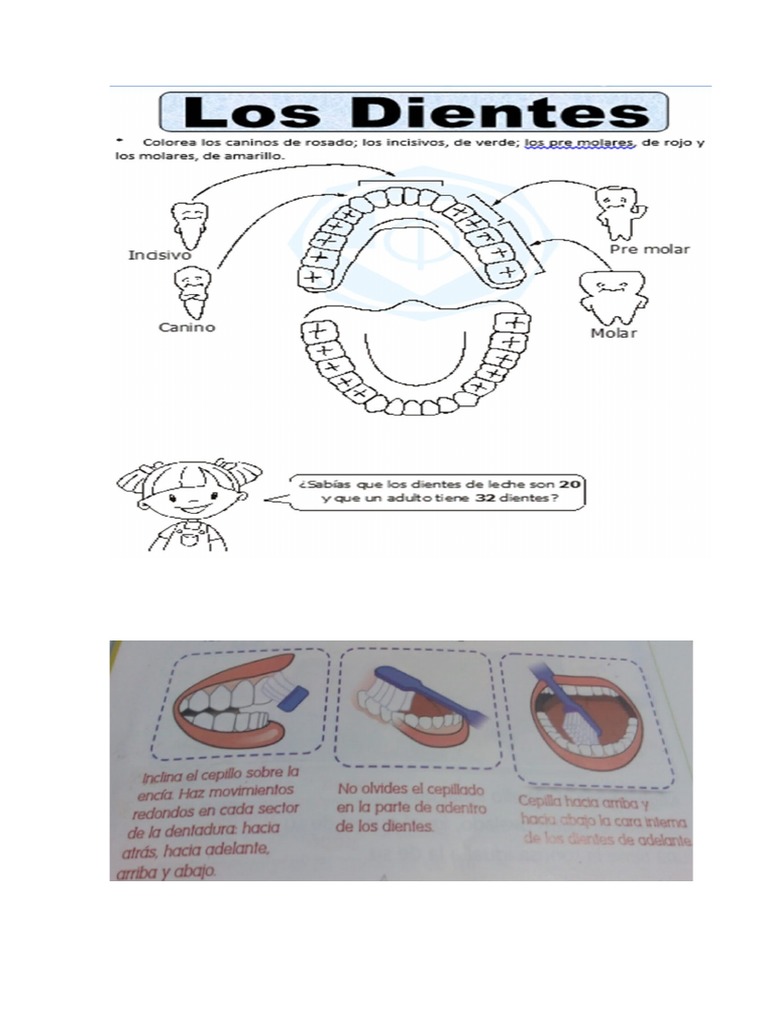 Los Dientes 2° Grado | PDF