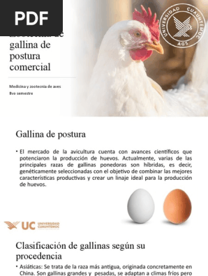 Nombres De Las Mejores Razas Ponedoras De Huevos Tranquilas Gallina