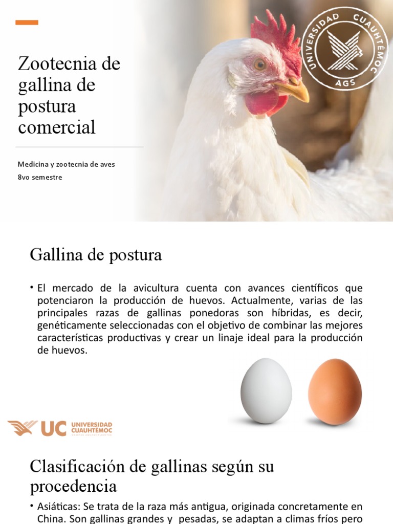 Tipos De Gallinas Ponedoras Las Mejores Razas De Gallinas Ponedoras Y