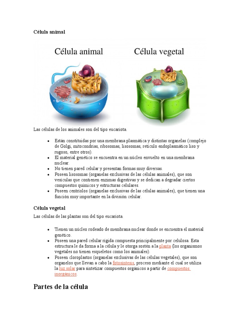 Célula Animal Pdf