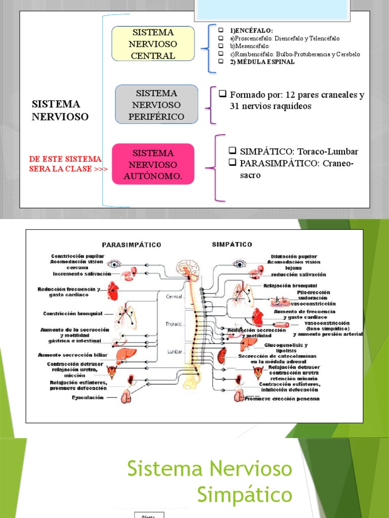 3b. - SIMPATICO Y PARASIMPATICO | PDF | Acetilcolina | Norepinefrina