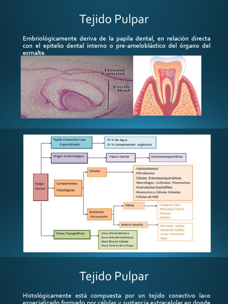 Tejido Pulpar | PDF | Tejido conectivo | Dolor