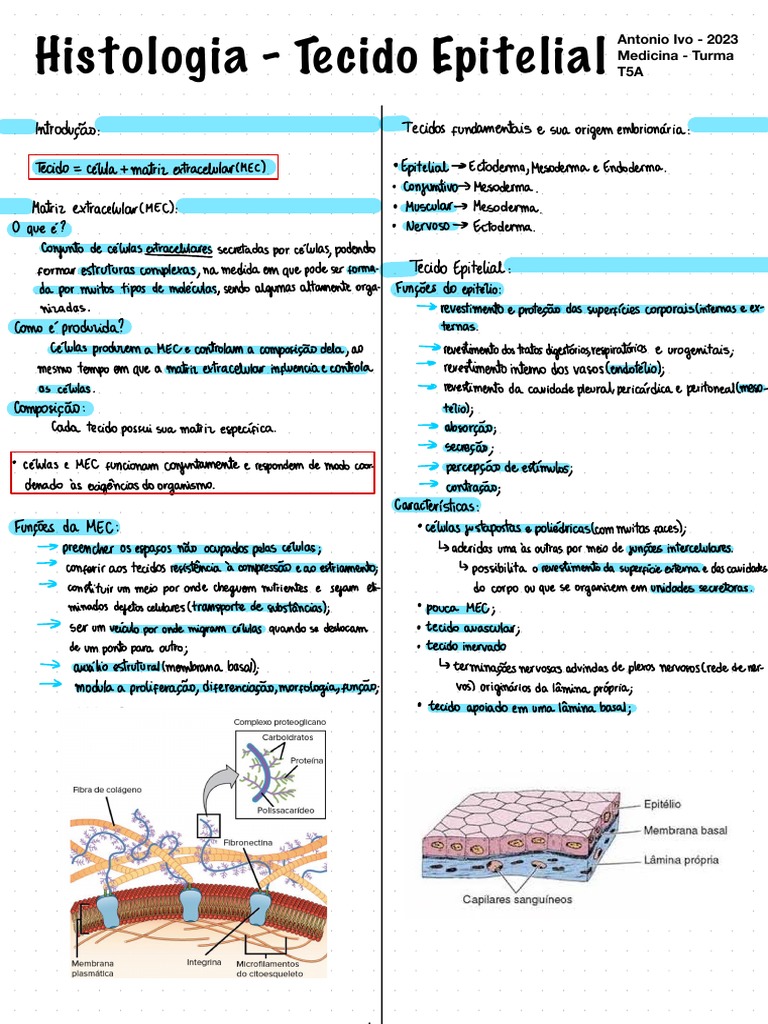 Tecido Epitelial Resumo Completo Antonio Ivo Download Grátis Pdf