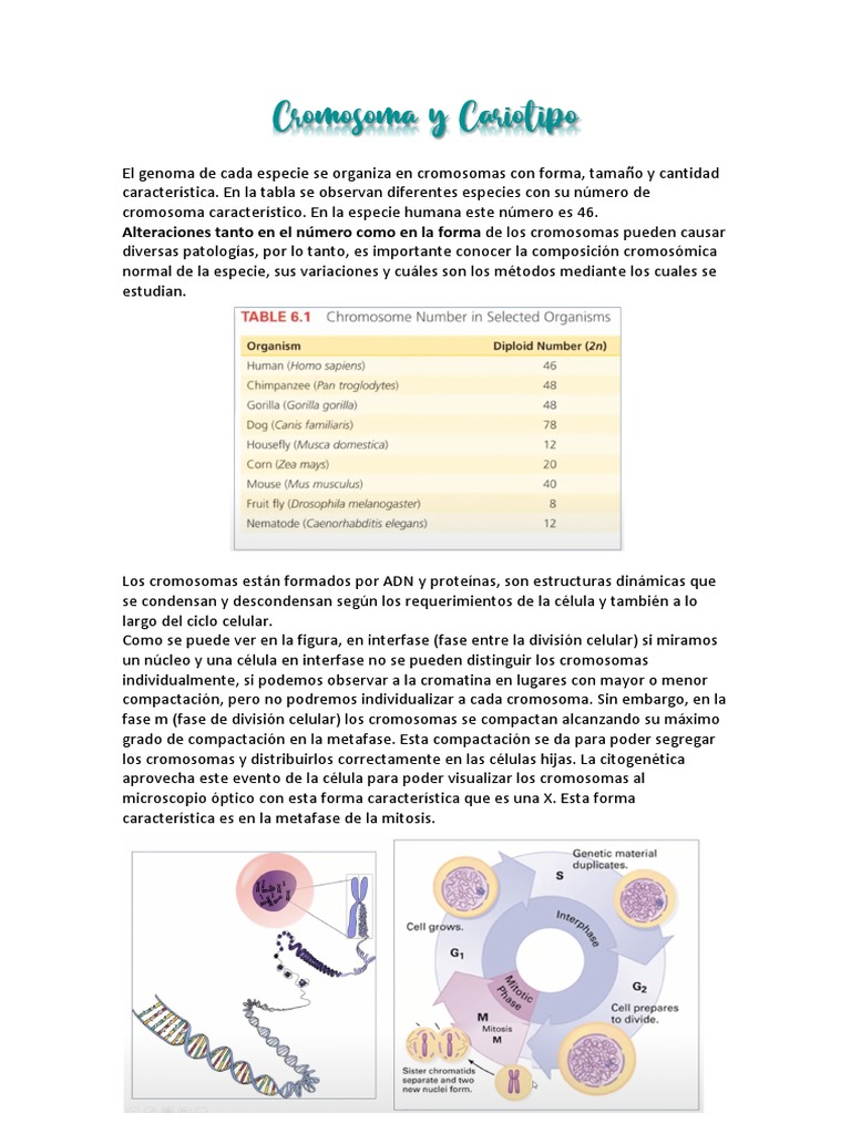 Introducción al Cariotipo Humano | PDF | Cromosoma | Cariotipo