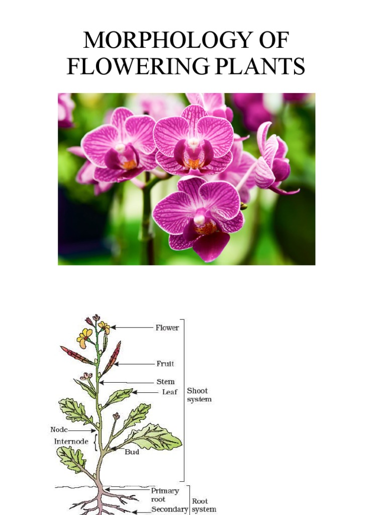 Morphology of Angiosperms | PDF