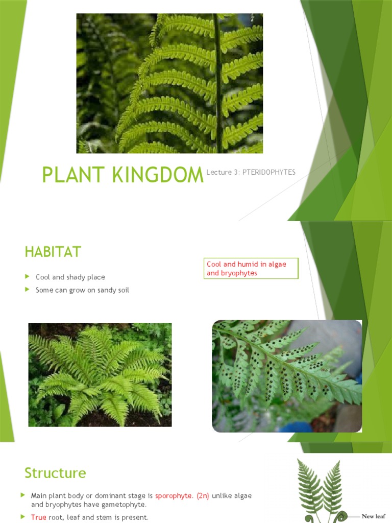 Overview of Pteridophytes Structures | PDF | Spore | Fern