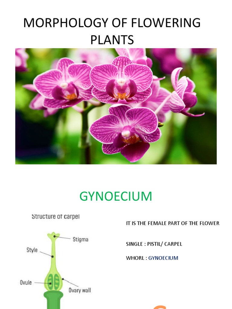 Gynoecium and Exampls | PDF