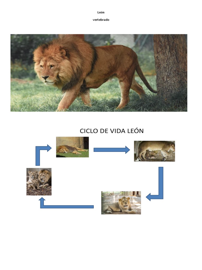 Las características y hábitats del león y la araña | PDF