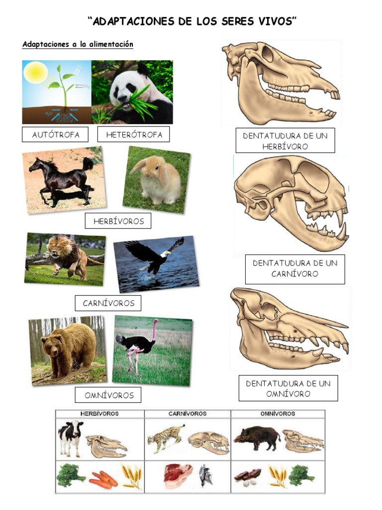 Adaptaciones de los Seres Vivos | PDF