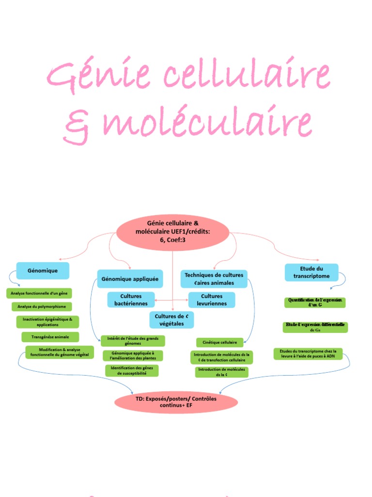 Cours 4 Génitique | PDF