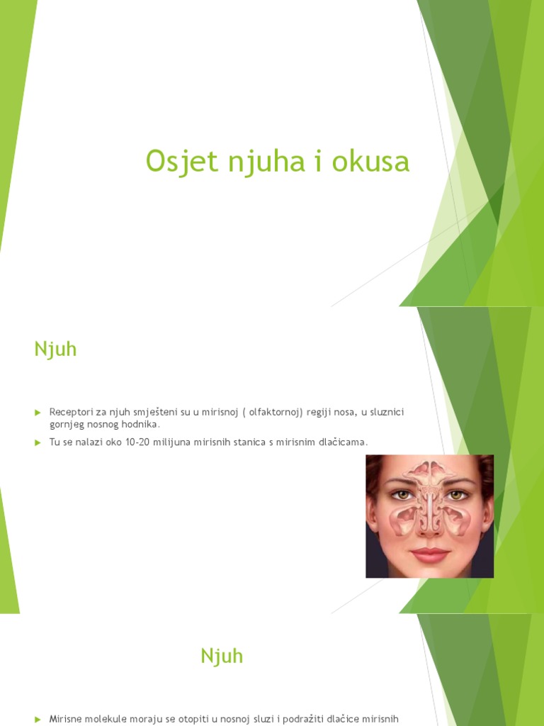 Osjet Njuha I Okusa Gimnazija 3. Razred | PDF