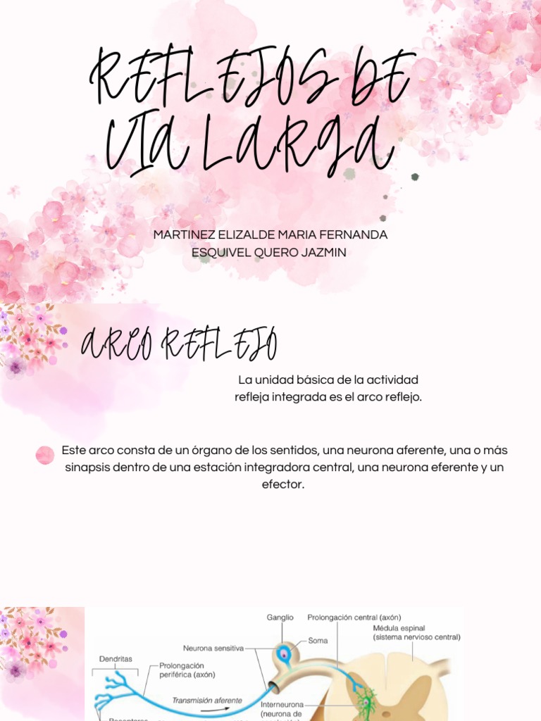 Reflejos de Vía Larga | PDF | Neurona | Nervio