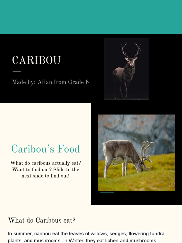 CARIBOU | PDF